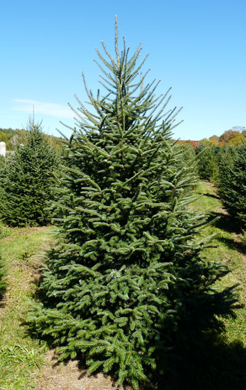 Tree Varieties – Bell's Christmas Trees