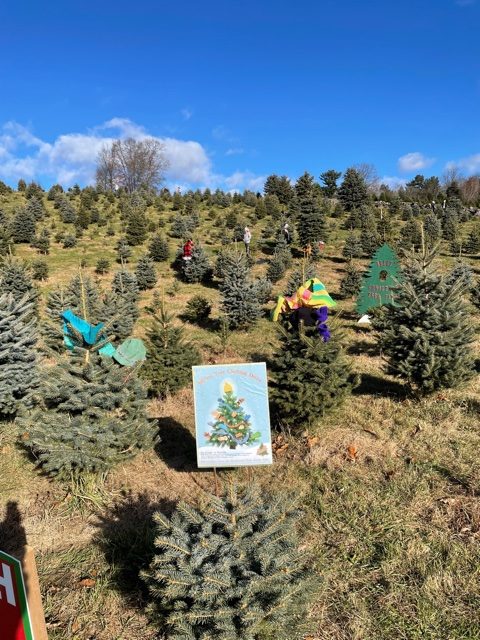 Fun Facts and FAQ’s – Bell's Christmas Trees